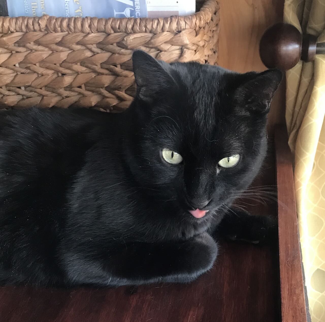 Meet Miles the Ninja Cat. He’s Secretly Amazing! - Miles the Ninja Cat!