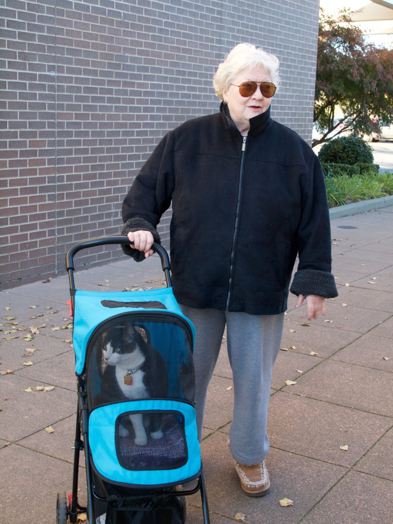 Miles the Ninja Cat! - Stories about Miles the Ninja Cat told by AprilKitty